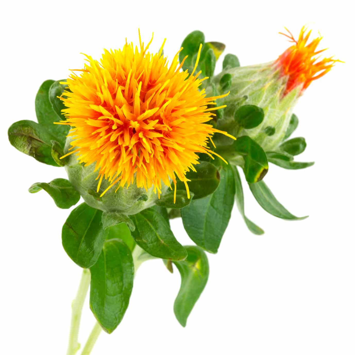 Distelöl - Carthamus Tinctorius (Safflower) - Safloröl - Cosmacon
