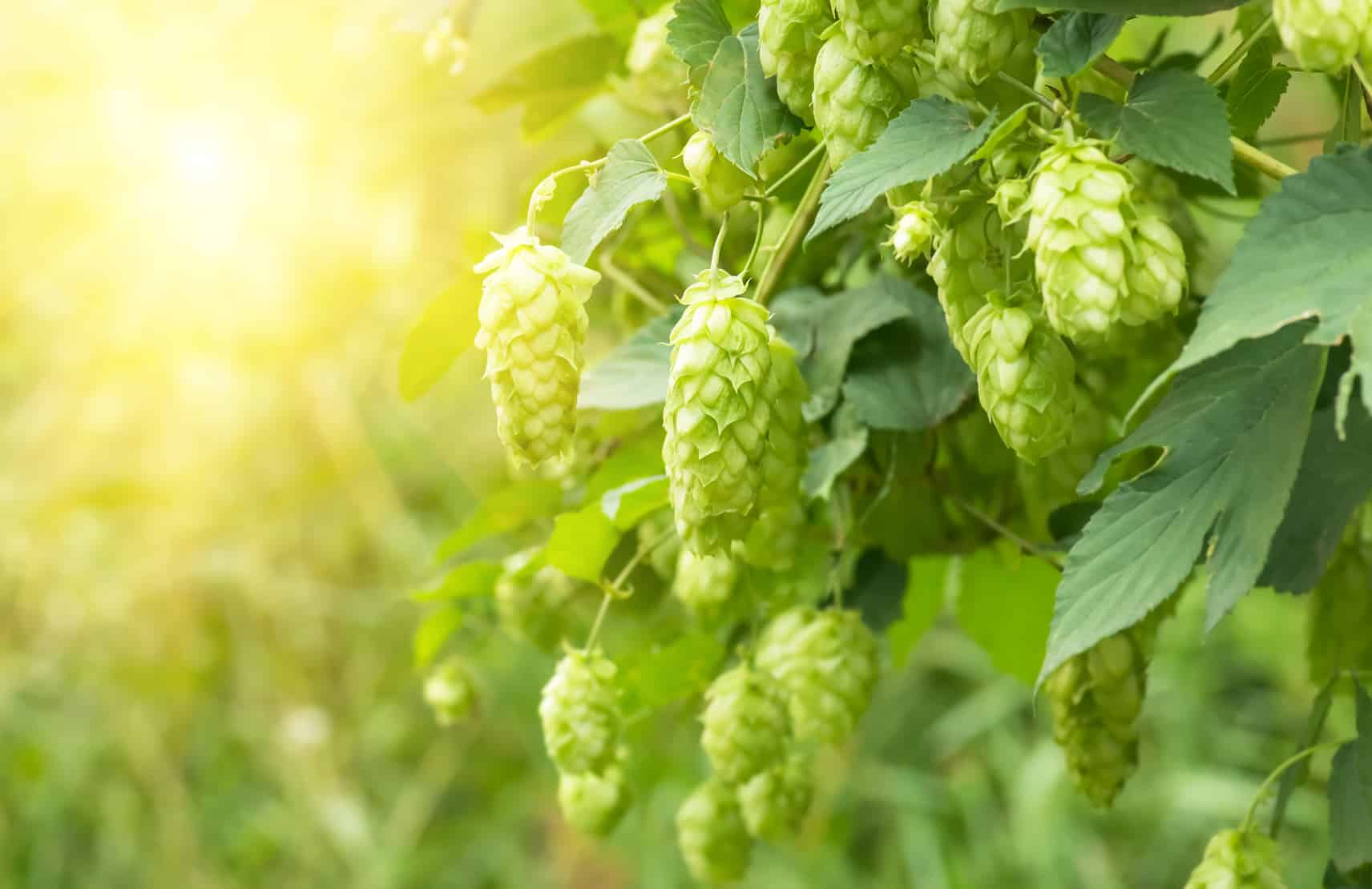 Hopfenextrakt - Humulus Lupulus (Hops) Extract - Hopfen - Cosmacon