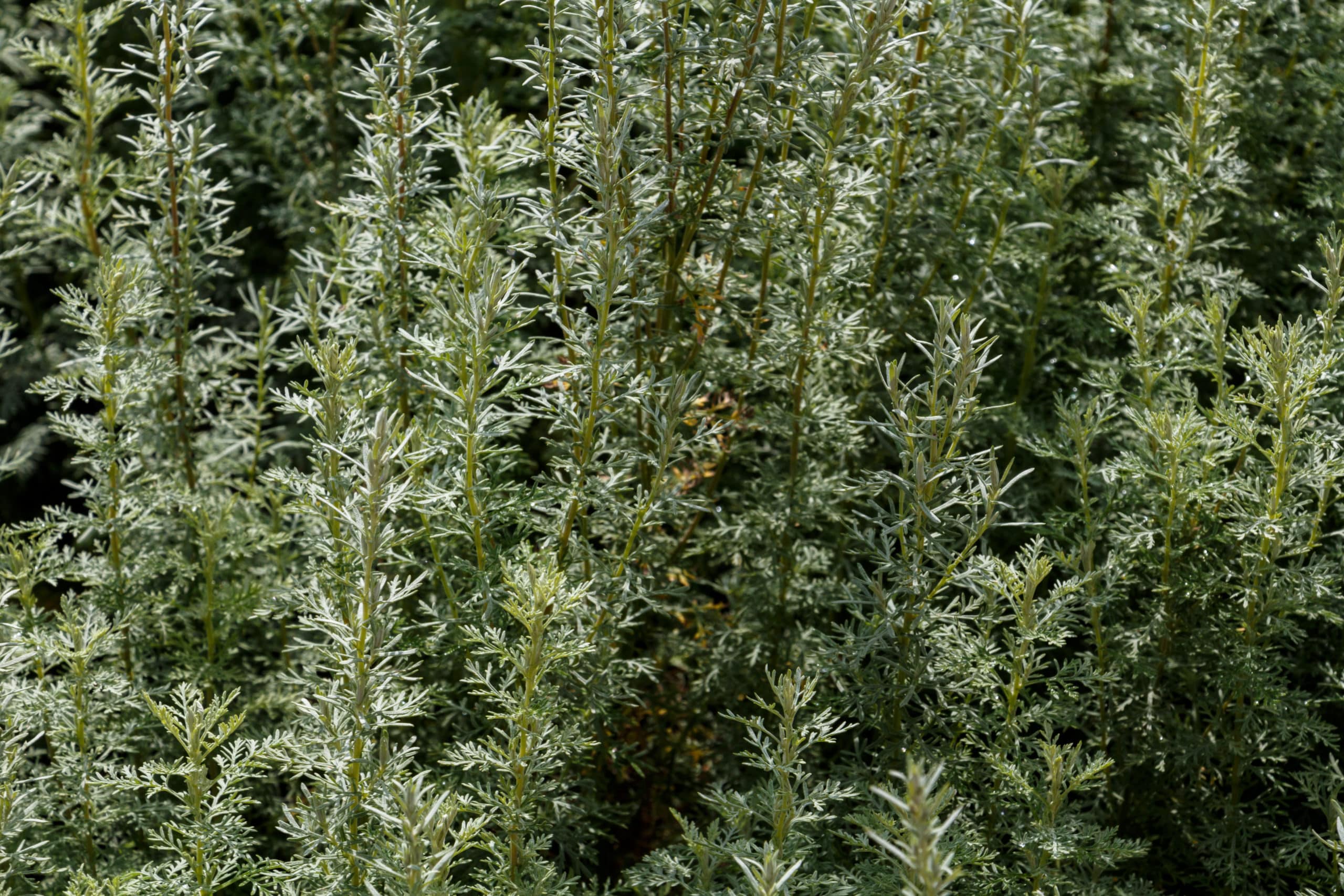 Davanaöl - Artemisia Pallens Flower Oil - Cosmacon