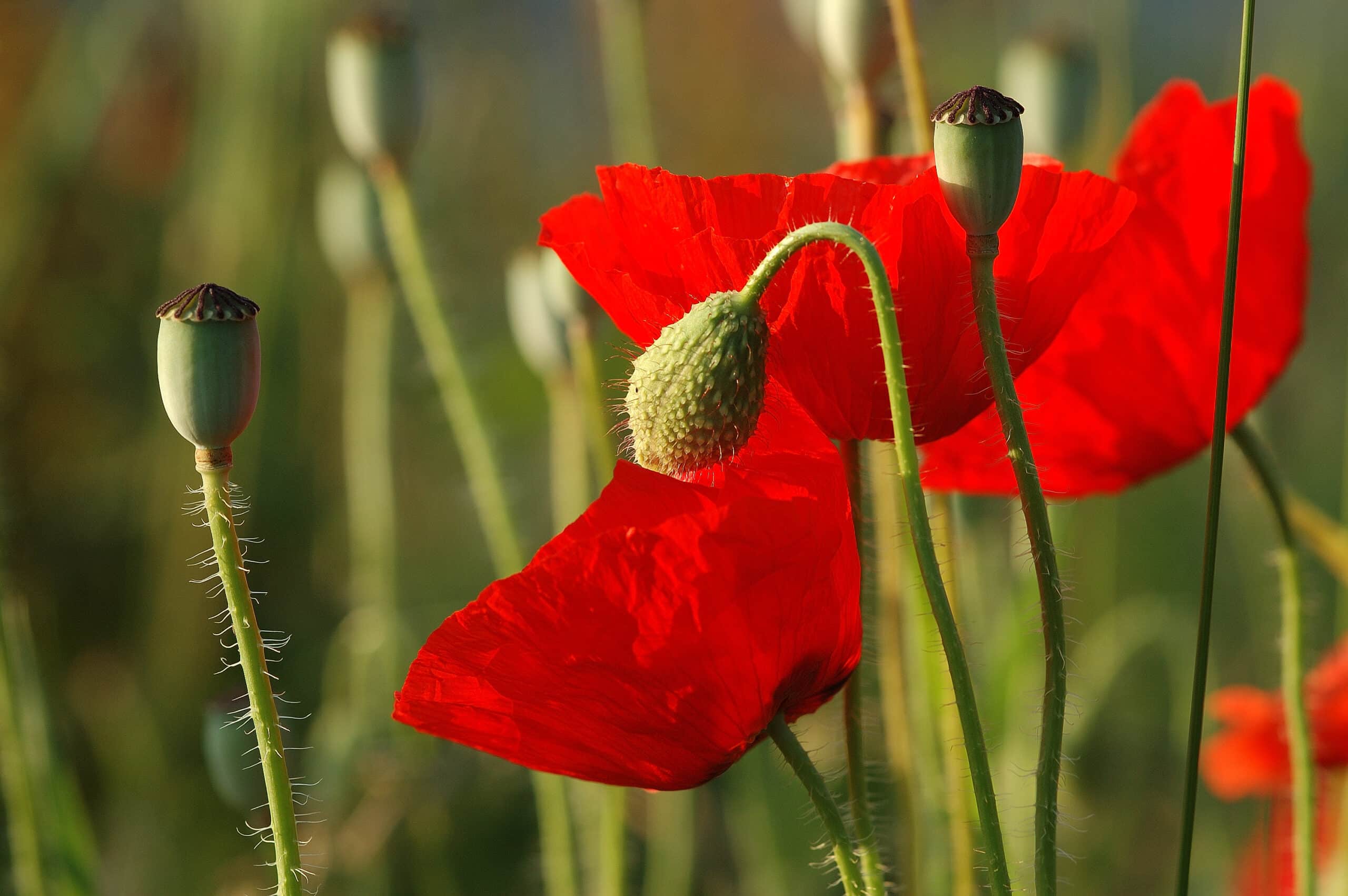 Klatschmohn - Papaver Rhoeas Flower Extract - Cosmacon