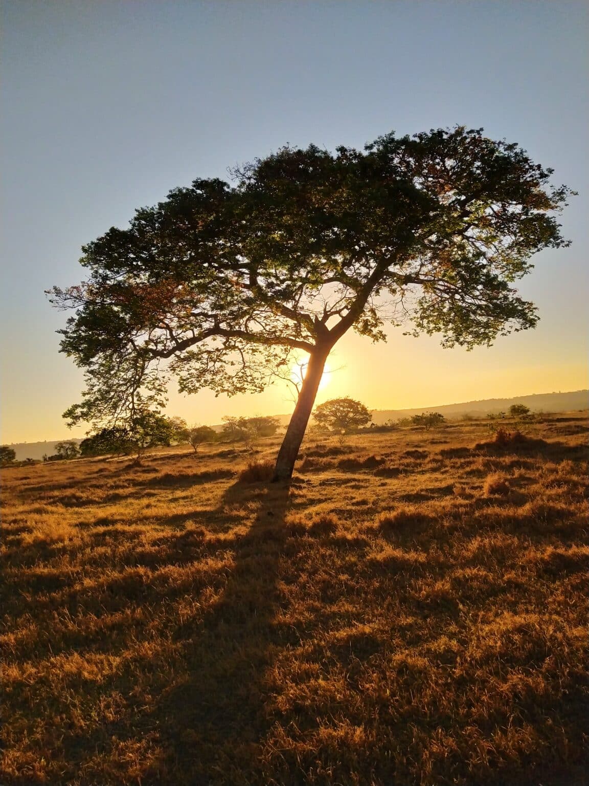 Copaíba - Copaifera Officinalis Resin Oil - Cosmacon
