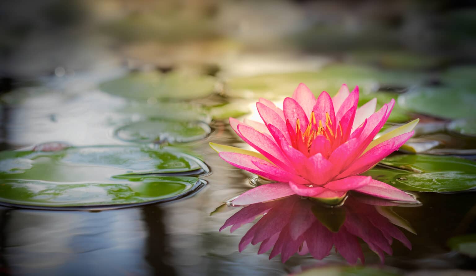 Lotusextrakt - Nymphaea caerulea - Blauer Lotus - Cosmacon
