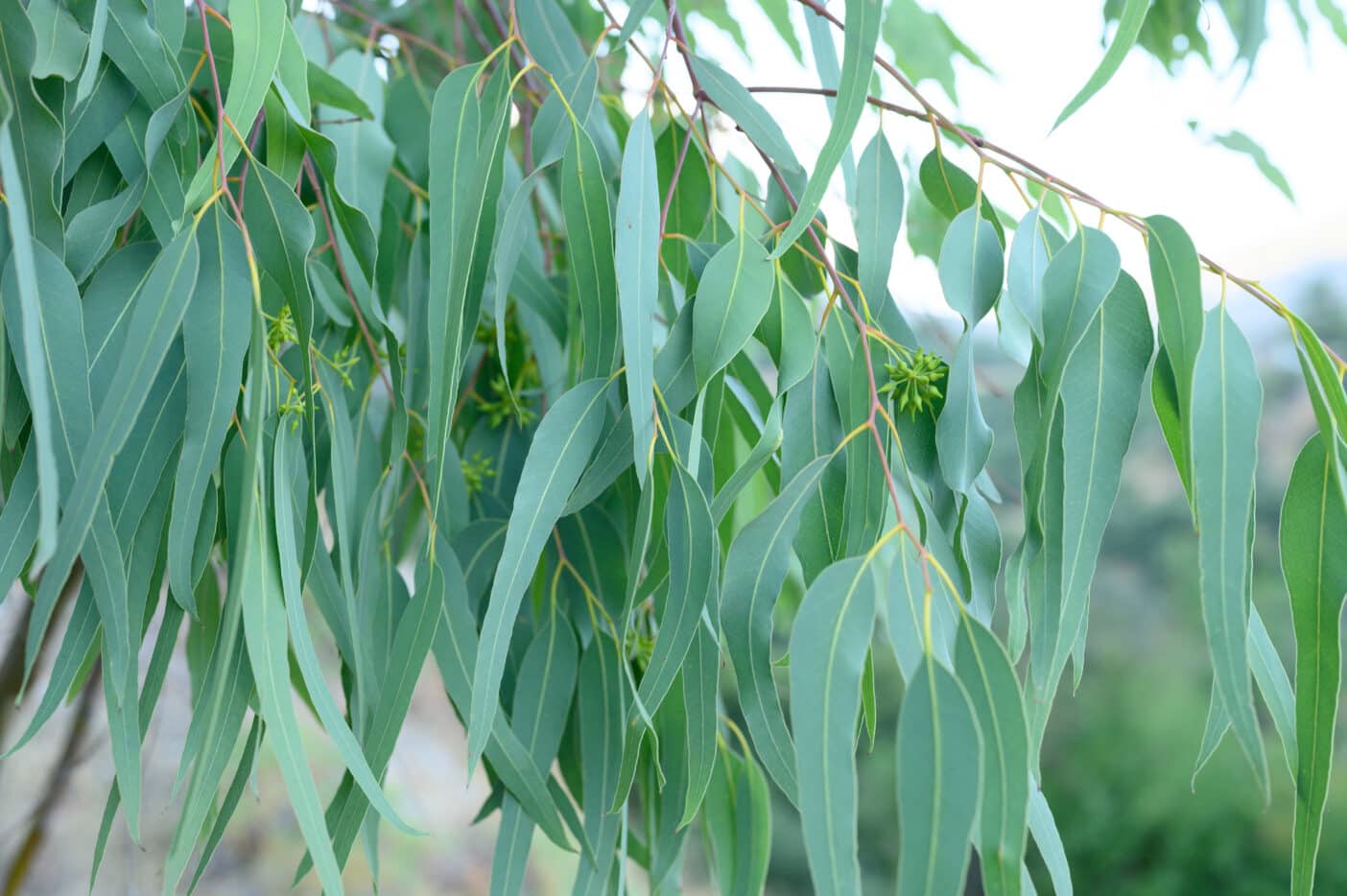Eukalyptus - Eucalyptus Globulus Leaf Oil - Cosmacon