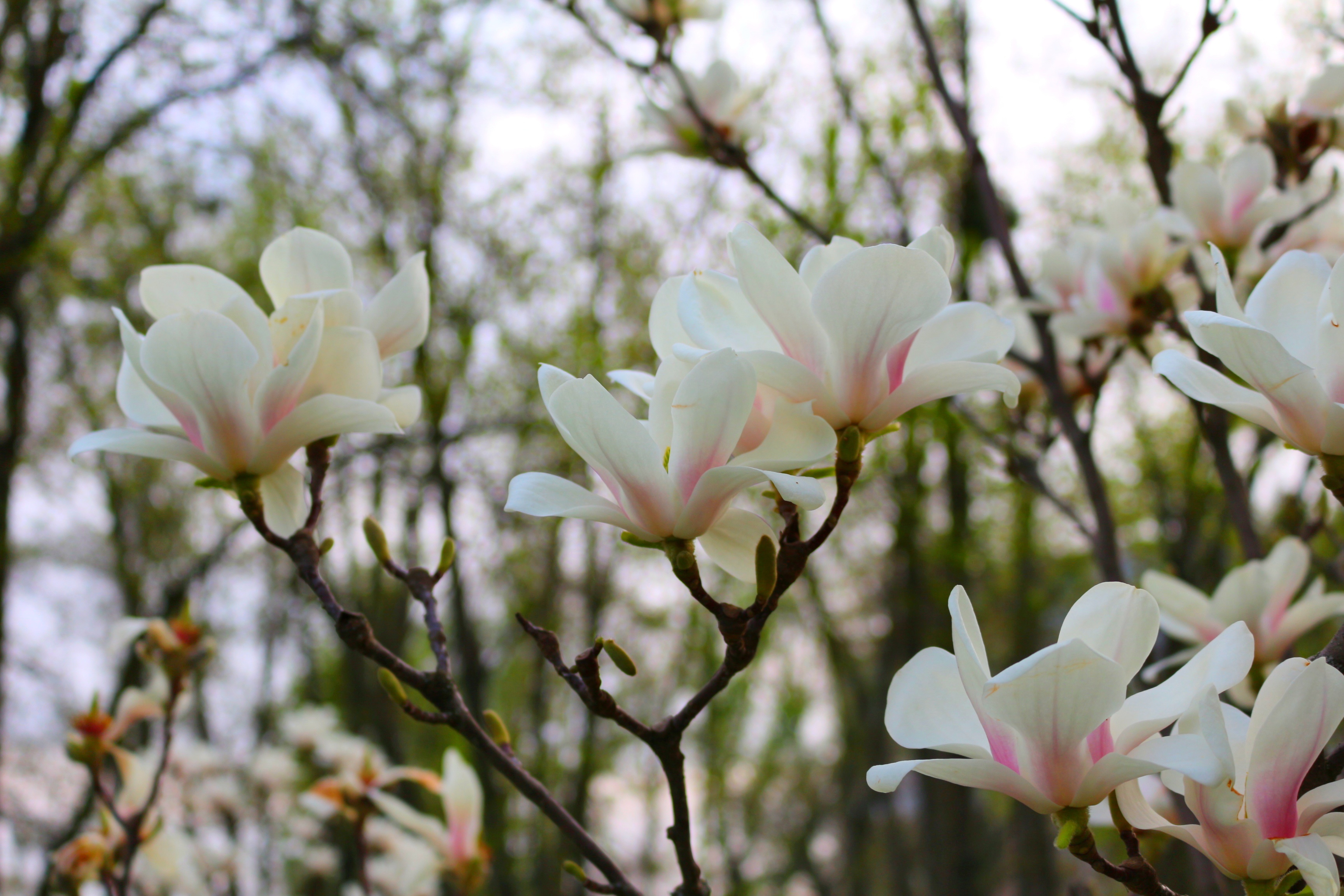 Magnolia Extract – Gentle Power for Healthy Skin